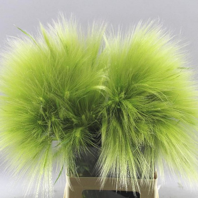 Panicum Firework Grass 70cm | Wholesale Dutch Flowers & Florist Supplies UK