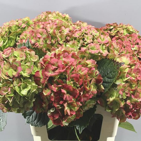 Hydrangea | Wholesale Flowers UK | Wedding Flowers | Triangle Nursery