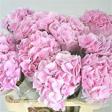 HYDRANGEA ROYAL PARADE 60cm | Wholesale Dutch Flowers & Florist Supplies UK