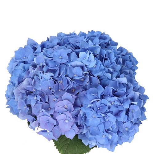 HYDRANGEA RODEO PURPLE 80cm | Wholesale Dutch Flowers & Florist Supplies UK