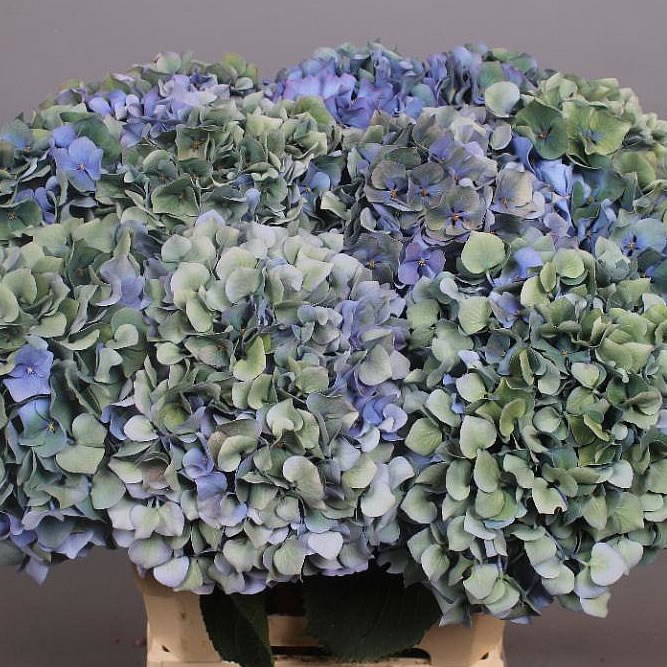 Hydrangea | Wholesale Flowers UK | Wedding Flowers | Triangle Nursery