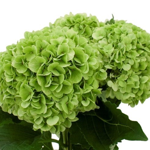 HYDRANGEA ELBTAL CLASSIC PURPLE 60cm | Wholesale Dutch Flowers ...