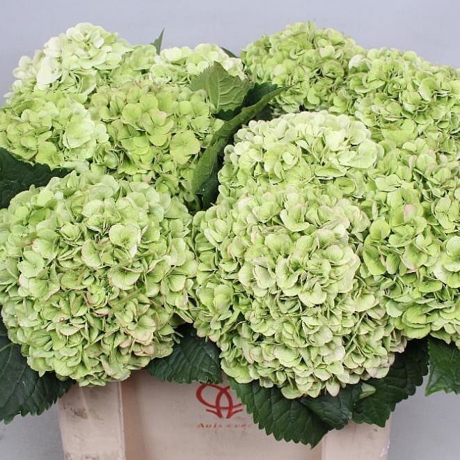 Hydrangea Glowing Alps Classic 60cm | Wholesale Dutch Flowers & Florist ...