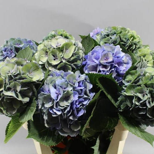 Hydrangea | Wholesale Flowers UK | Wedding Flowers | Triangle Nursery