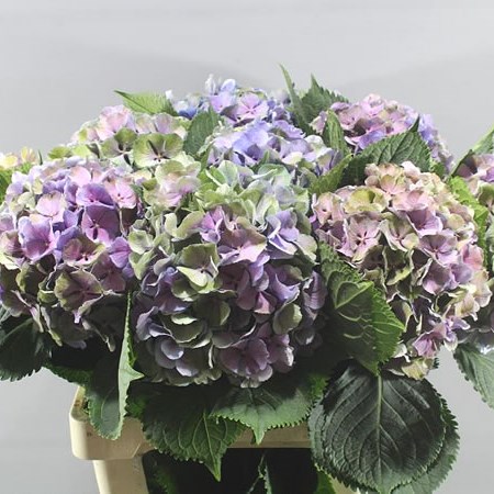 Hydrangea | Wholesale Flowers UK | Wedding Flowers | Triangle Nursery