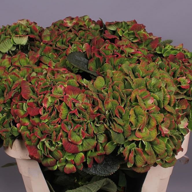 Hydrangea | Wholesale Flowers UK | Wedding Flowers | Triangle Nursery