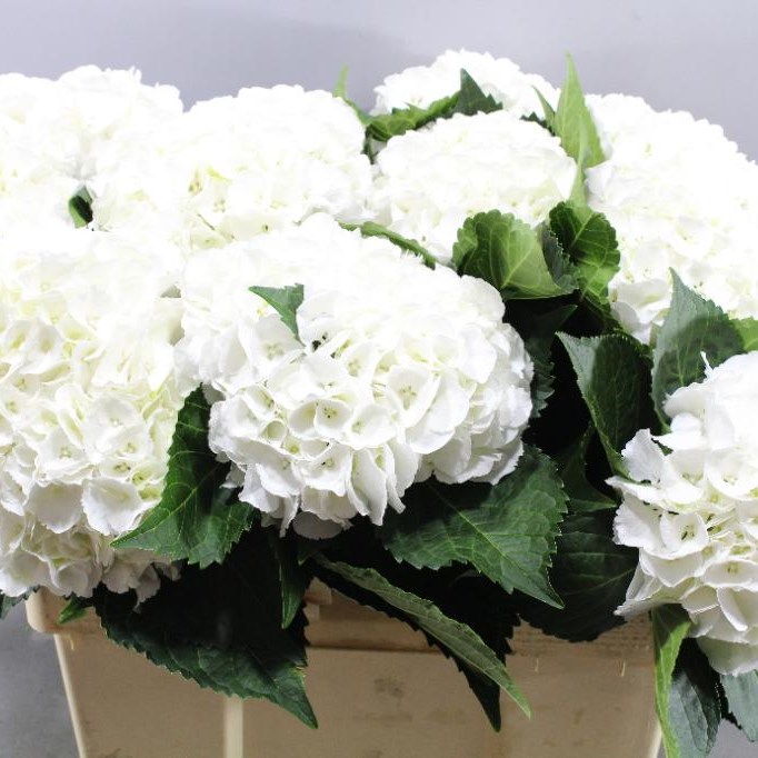 Hydrangea | Wholesale Flowers UK | Wedding Flowers | Triangle Nursery
