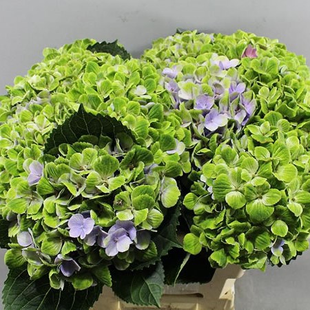 HYDRANGEA MAGICAL DARK RUBY CLASSIC 60cm | Wholesale Dutch Flowers ...