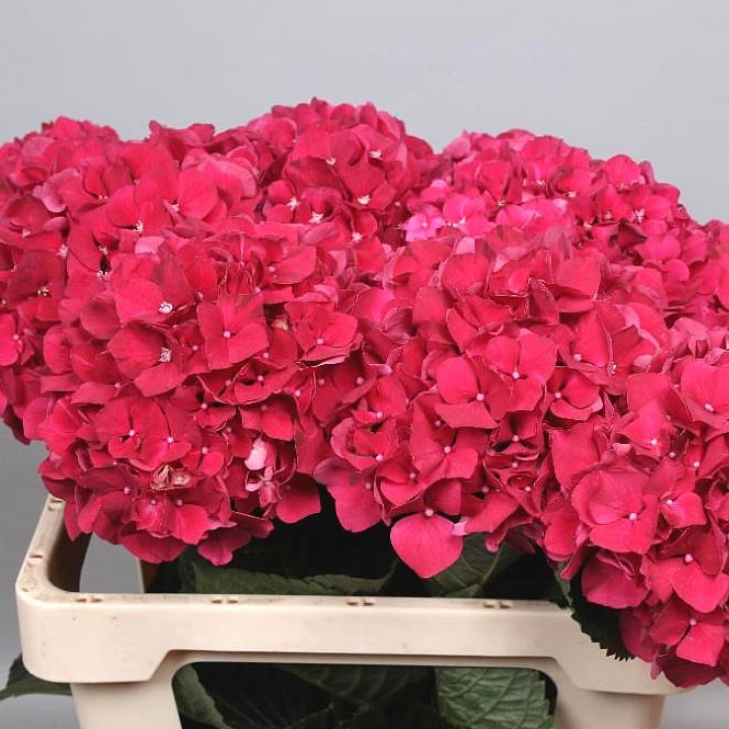 Hydrangea | Wholesale Flowers UK | Wedding Flowers | Triangle Nursery
