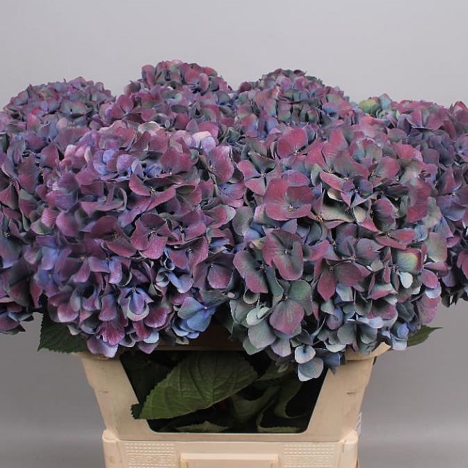 Hydrangea | Wholesale Flowers UK | Wedding Flowers | Triangle Nursery