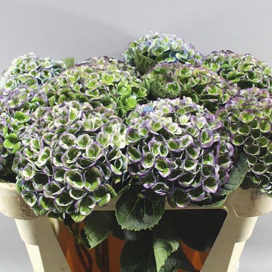 Hydrangea | Wholesale Flowers UK | Wedding Flowers | Triangle Nursery