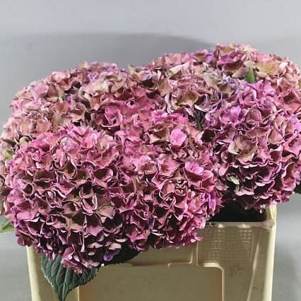 Wholesale Dutch flowers. Wholesale Floral Supplier