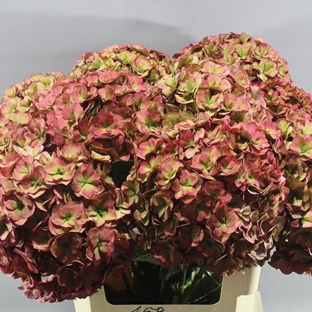 Hydrangea | Wholesale Flowers UK | Wedding Flowers | Triangle Nursery