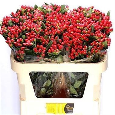 Hypericum Berries | Wholesale Flowers UK | Wedding Flowers | St Johns Wort