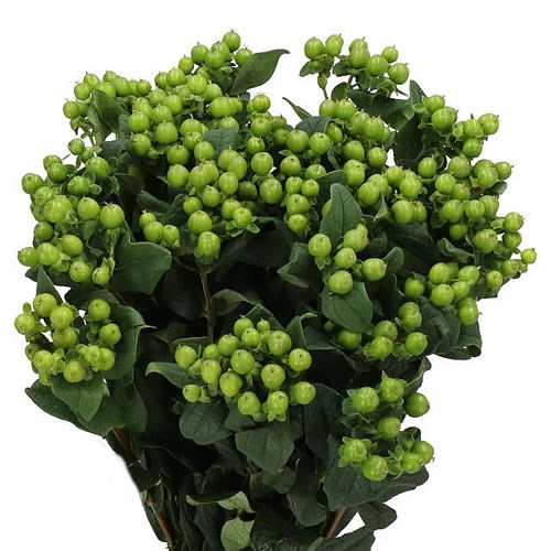 Hypericum Berries | Wholesale Flowers UK | Wedding Flowers | St Johns Wort