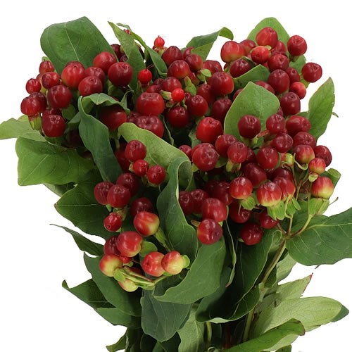Hypericum Berries | Wholesale Flowers UK | Wedding Flowers | St Johns Wort