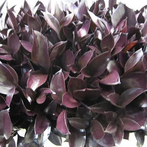 Wholesale Dutch flowers. Wholesale Floral Supplier