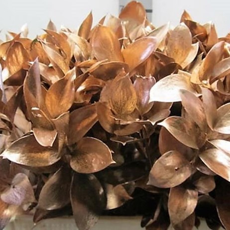 Wholesale Dutch flowers. Wholesale Floral Supplier