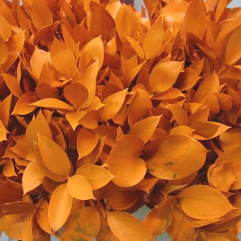 Wholesale Dutch flowers. Wholesale Floral Supplier