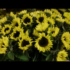 Sunflower | Wholesale Flowers UK | Wedding Flowers | Triangle Nursery