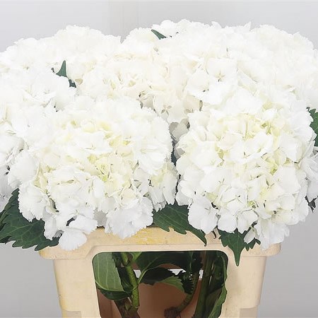 Hydrangea | Wholesale Flowers UK | Wedding Flowers | Triangle Nursery