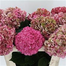 Hydrangea | Wholesale Flowers UK | Wedding Flowers | Triangle Nursery