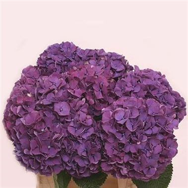 Hydrangea | Wholesale Flowers UK | Wedding Flowers | Triangle Nursery