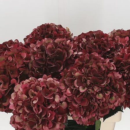 Hydrangea | Wholesale Flowers UK | Wedding Flowers | Triangle Nursery