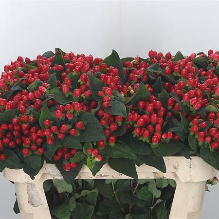 Hypericum Berries | Wholesale Flowers UK | Wedding Flowers | St Johns Wort