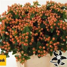 Hypericum | Wholesale Flowers UK | Wedding Flowers | St Johns Wort