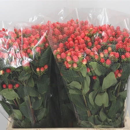 Hypericum Berries | Wholesale Flowers UK | Wedding Flowers | St Johns Wort
