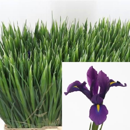 Iris | Wholesale Flowers UK | Wedding Flowers | Triangle Nursery