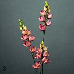 Wholesale Dutch flowers. Wholesale Floral Supplier