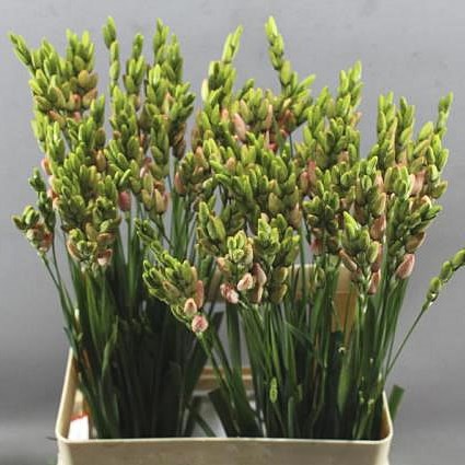 Wholesale Dutch flowers. Wholesale Floral Supplier