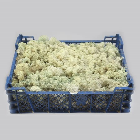 Decorative Moss | Wholesale Florist Supplies UK | Triangle Nursery