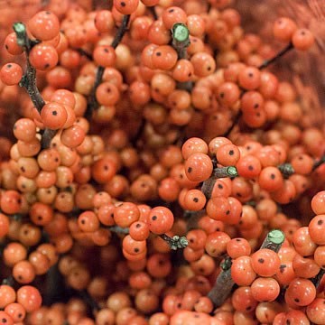 Ilex | Wholesale Flowers UK | Wedding Flowers | Triangle Nursery