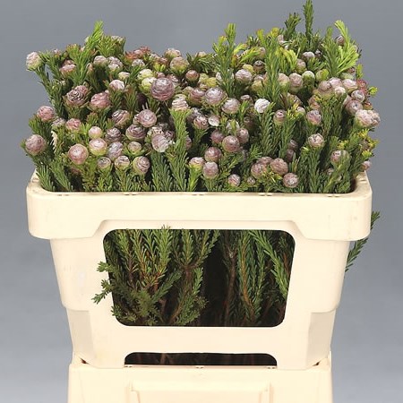 Tropical Flowers | Wholesale Flowers UK | Wedding Flowers | Triangle ...