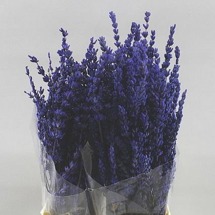 Dried Flowers & Foliage | Preserved Foliage | Wholesale Dried Flowers ...