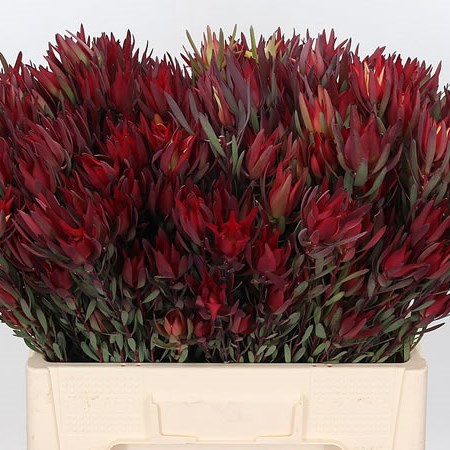 Leucadendron | Wholesale Flowers UK | Wedding Flowers | Triangle Nursery