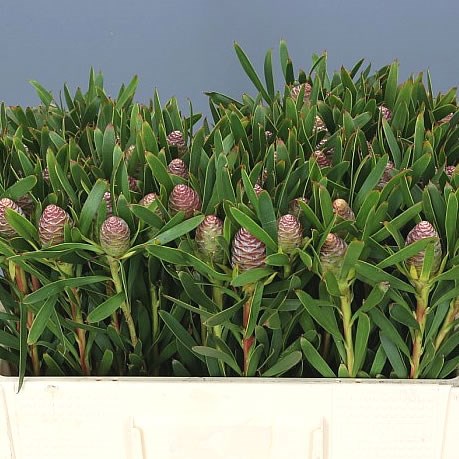 Leucadendron | Wholesale Flowers UK | Wedding Flowers | Triangle Nursery