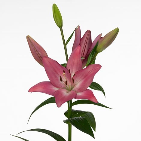 LILY LA CORLEONE 90cm | Wholesale Dutch Flowers & Florist Supplies UK
