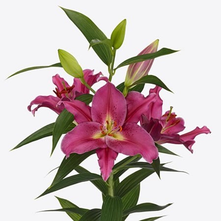 LILY ORIENTAL - ALBARETO 90cm 3+ | Wholesale Dutch Flowers & Florist ...