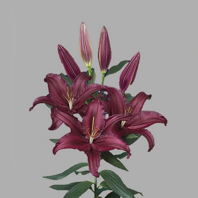 Buy Lily Oriental Wholesale Flowers Online | Wedding Flowers | Oriental ...