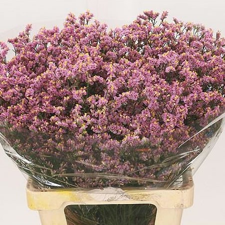Statice & Limonium | Wholesale Flowers UK | Wedding Flowers | Triangle ...