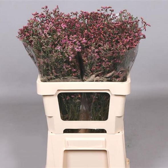 Statice & Limonium | Wholesale Flowers UK | Wedding Flowers | Triangle ...