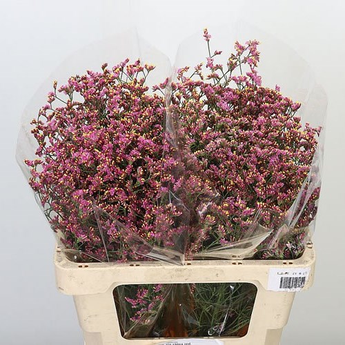 Statice & Limonium | Wholesale Flowers UK | Wedding Flowers | Triangle ...
