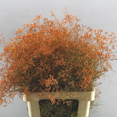 Dyed Limonium & Eryngium Thistles | Wholesale Flowers & Florist Supplies UK