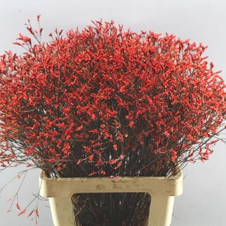 Dyed Limonium & Eryngium Thistles | Wholesale Flowers & Florist Supplies UK