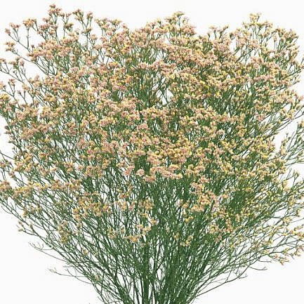Wholesale Dutch flowers. Wholesale Floral Supplier