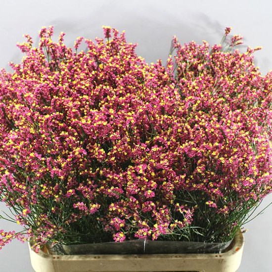 Statice & Limonium | Wholesale Flowers UK | Wedding Flowers | Triangle ...